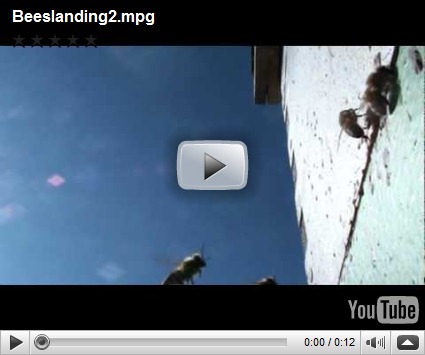 Beekeeping : Lesson 71: Amazing Legs of Bees & What To Expect To See In ...